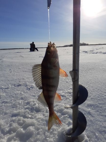 Kilpailut :: Meri- Lapin urheilukalastajat
