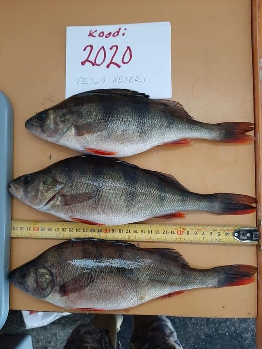 Karanteeni ahven 2020 :: Meri- Lapin urheilukalastajat